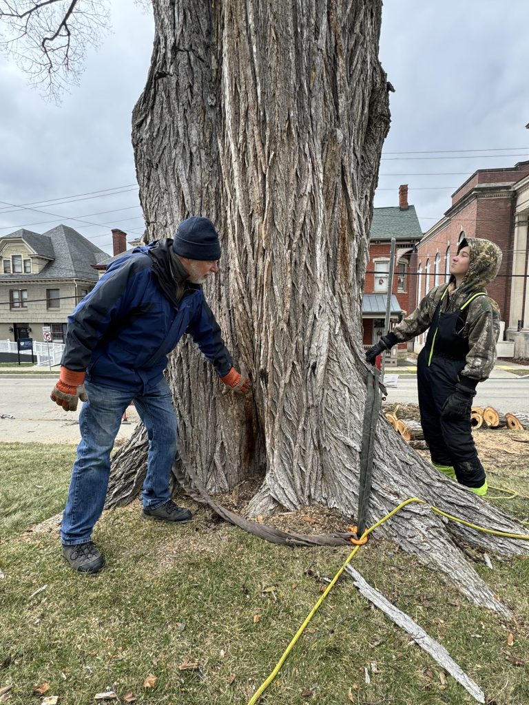 End of an era: Historic elm tree at Washington church comes down ...